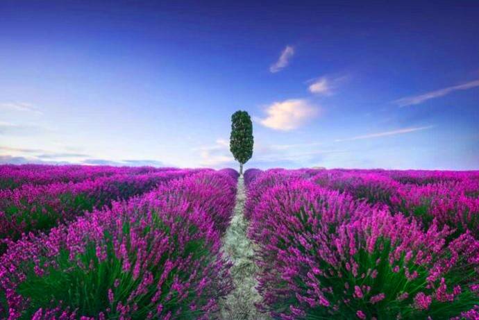 LAVANDER IN TUSCANY