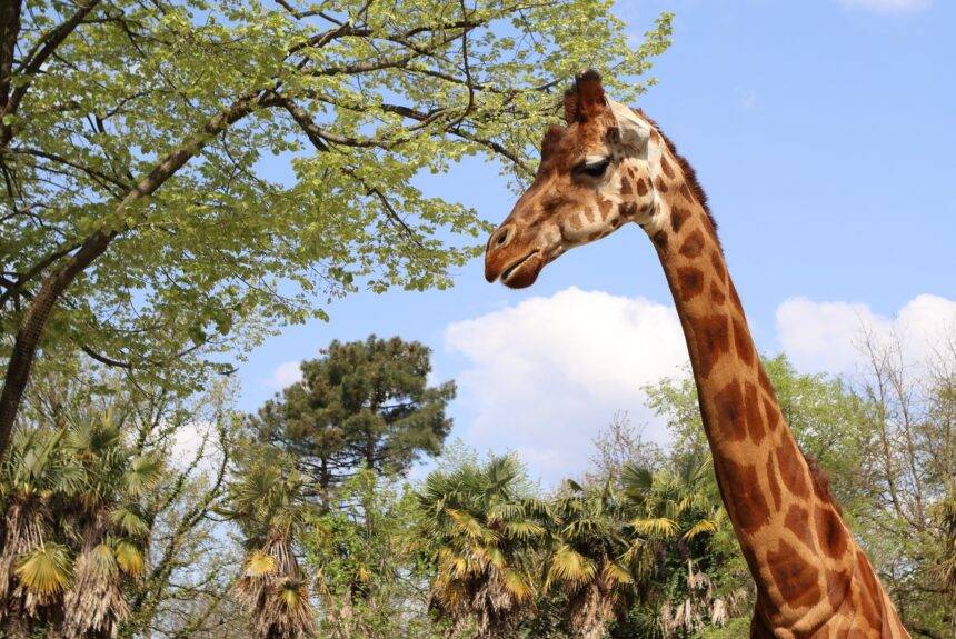 THE CITY OF PISTOIA AND THE ZOO | Eurocasa